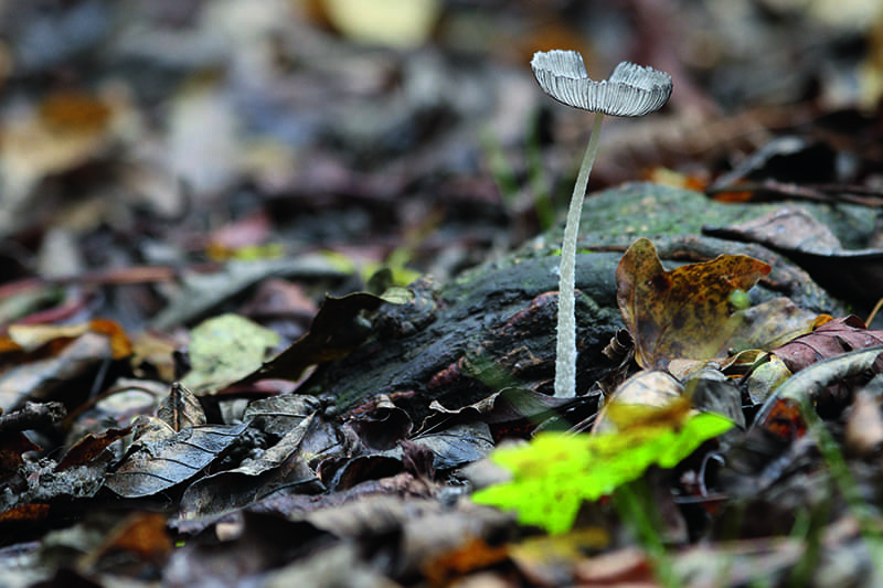 Canon EOS 7D Mark II Sample Image Gallery | Amateur Photographer