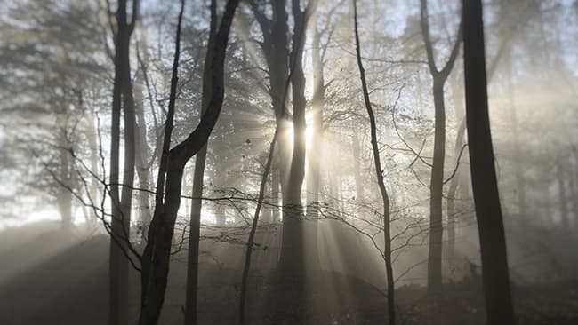 Essential guide to woodland photography