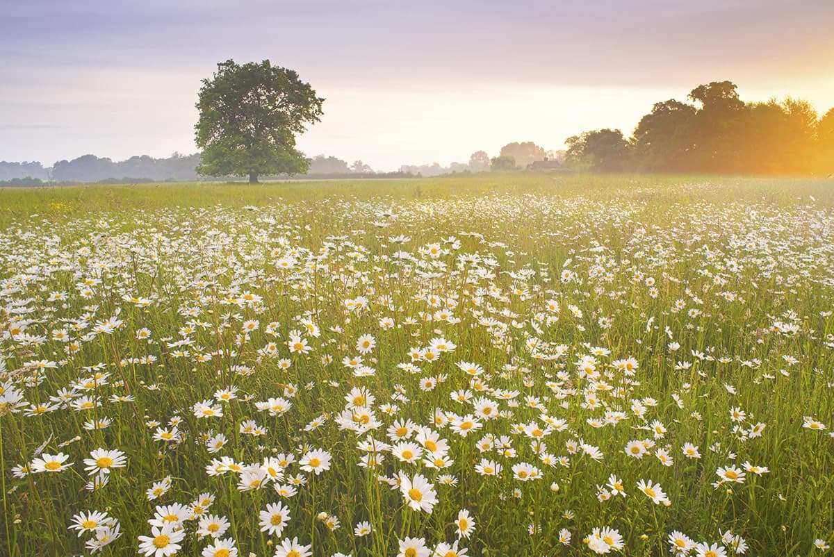How to photograph Wildflowers | Amateur Photographer