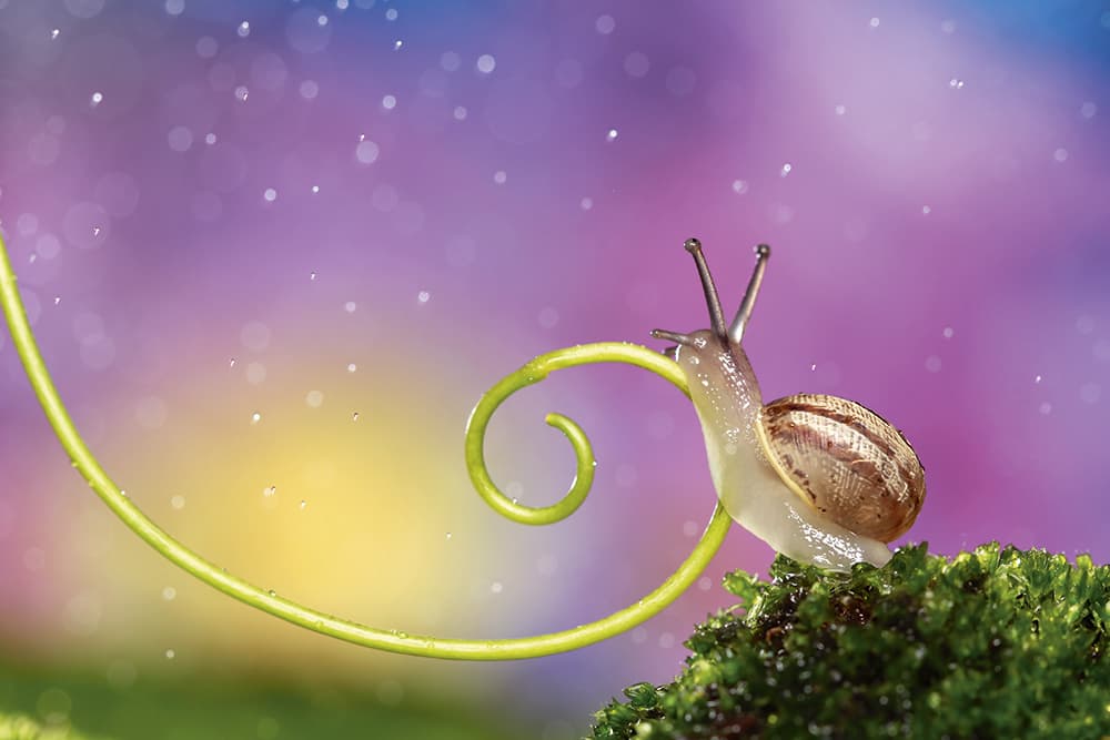 Macro insect photography: Nadav Bagim's bug wonderland | Amateur ...