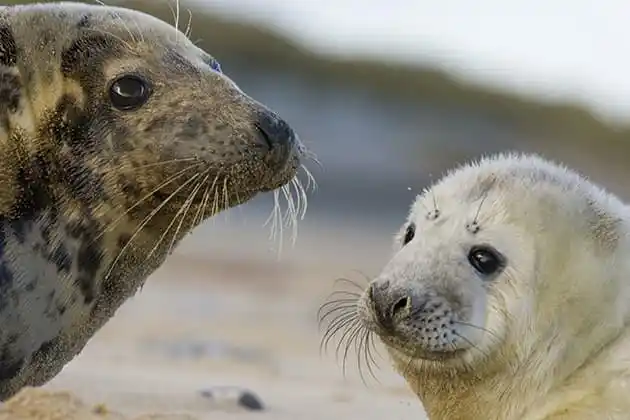 Wildlife photography: Getting the best shots of seals | Amateur ...