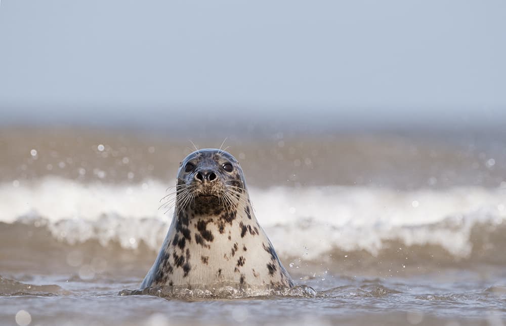 Wildlife photography: Getting the best shots of seals | Amateur ...