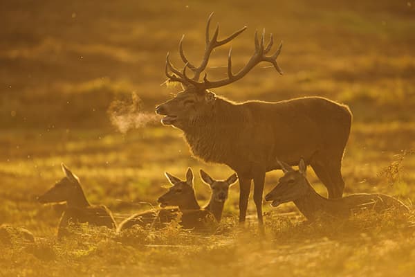 Wildlife Watch: Photographing red deer | Amateur Photographer