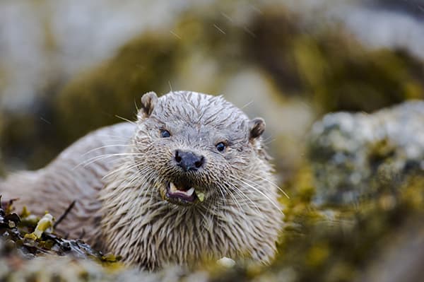 Wildlife Watch: Photographing otters | Amateur Photographer