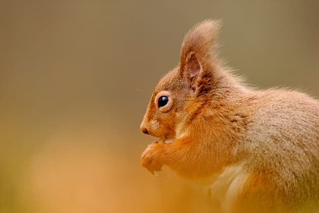 Photographing red squirrels | Amateur Photographer