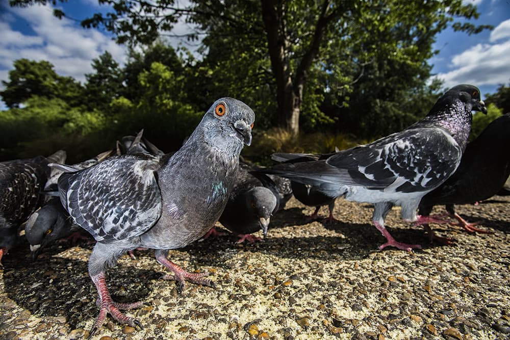 Wildlife photography: top tips and techniques from the experts