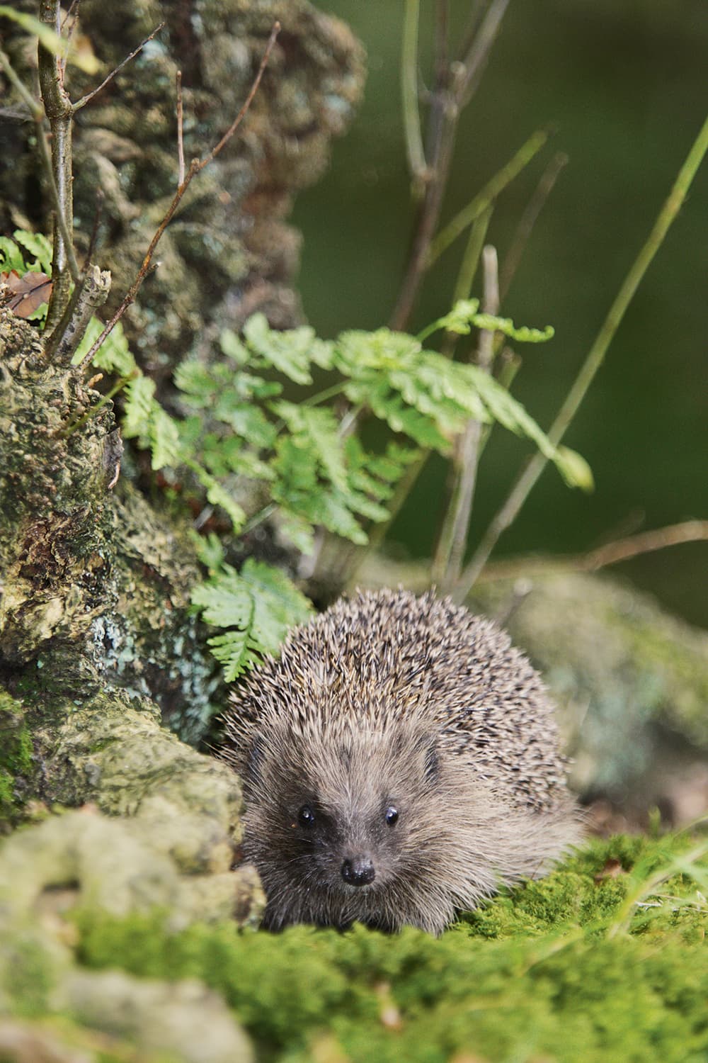 Wildlife watch: hedgehogs | Amateur Photographer