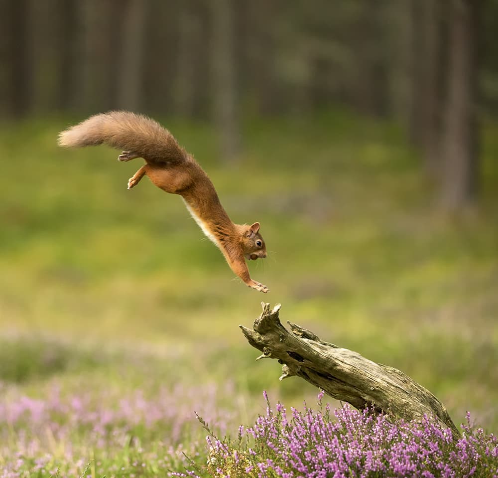 Winners from the British Wildlife Photography Awards 2016 | Amateur ...