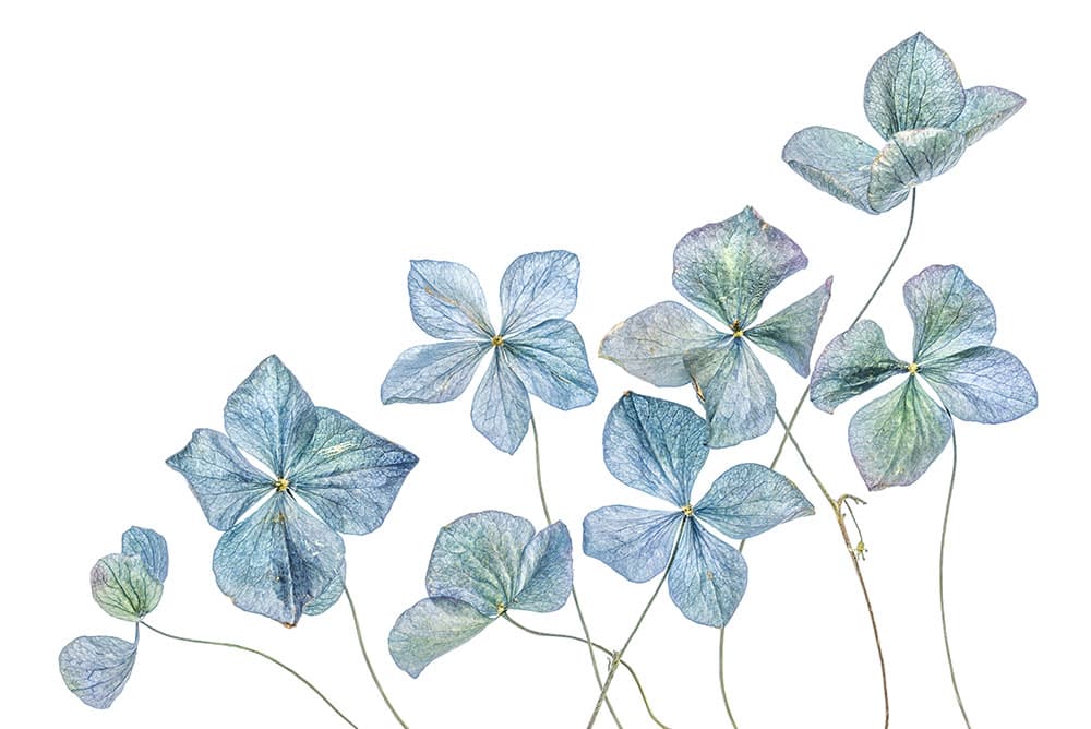Mandy Disher: Experimenting with light pads for photography | Amateur ...