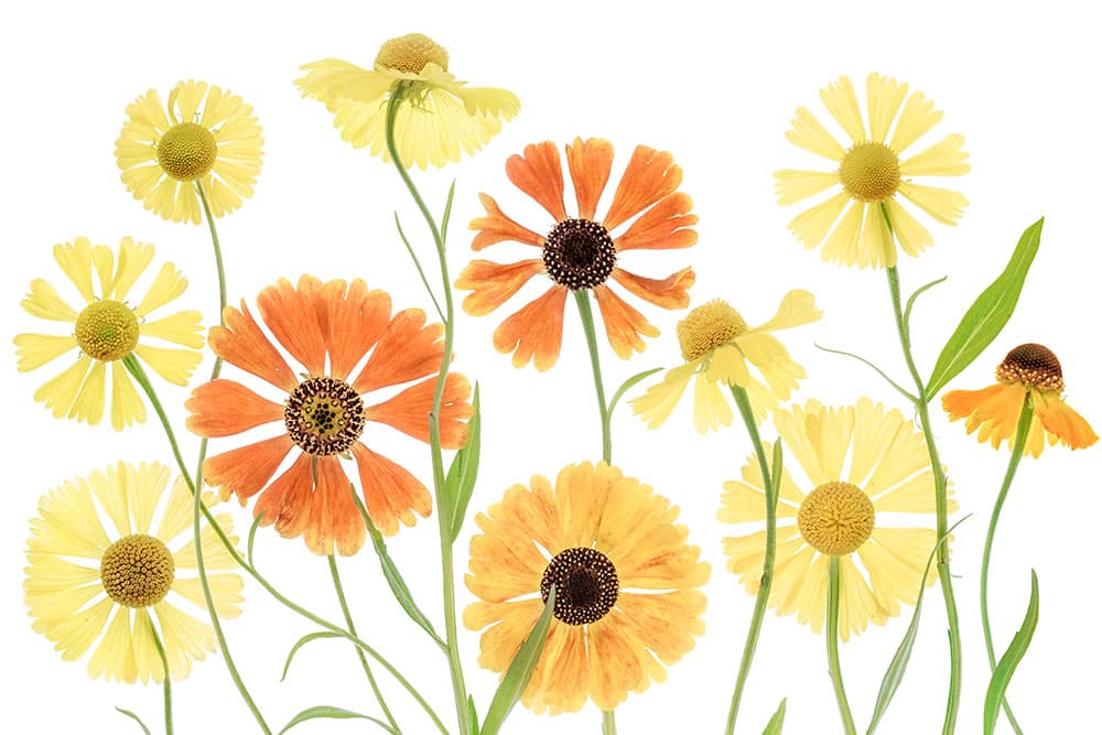 Mandy Disher: Experimenting with light pads for photography | Amateur ...