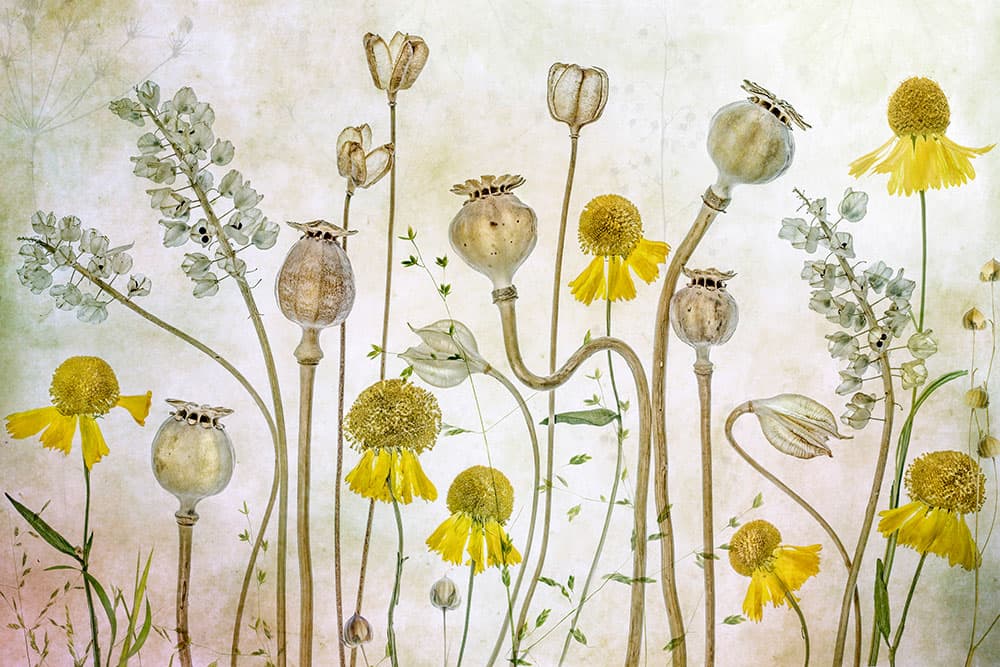 Mandy Disher: Experimenting with light pads for photography | Amateur ...