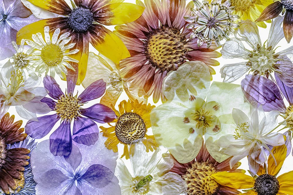 Mandy Disher: Experimenting with light pads for photography | Amateur ...