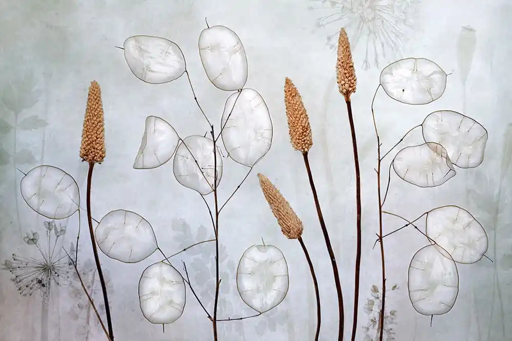 Mandy Disher: Experimenting with light pads for photography | Amateur ...