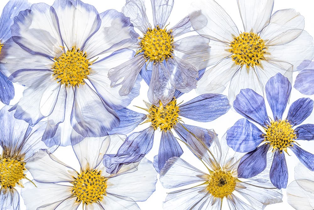 Mandy Disher: Experimenting with light pads for photography | Amateur ...
