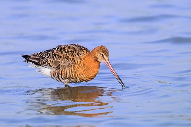 Wildlife Watch: Autumn waders | Amateur Photographer