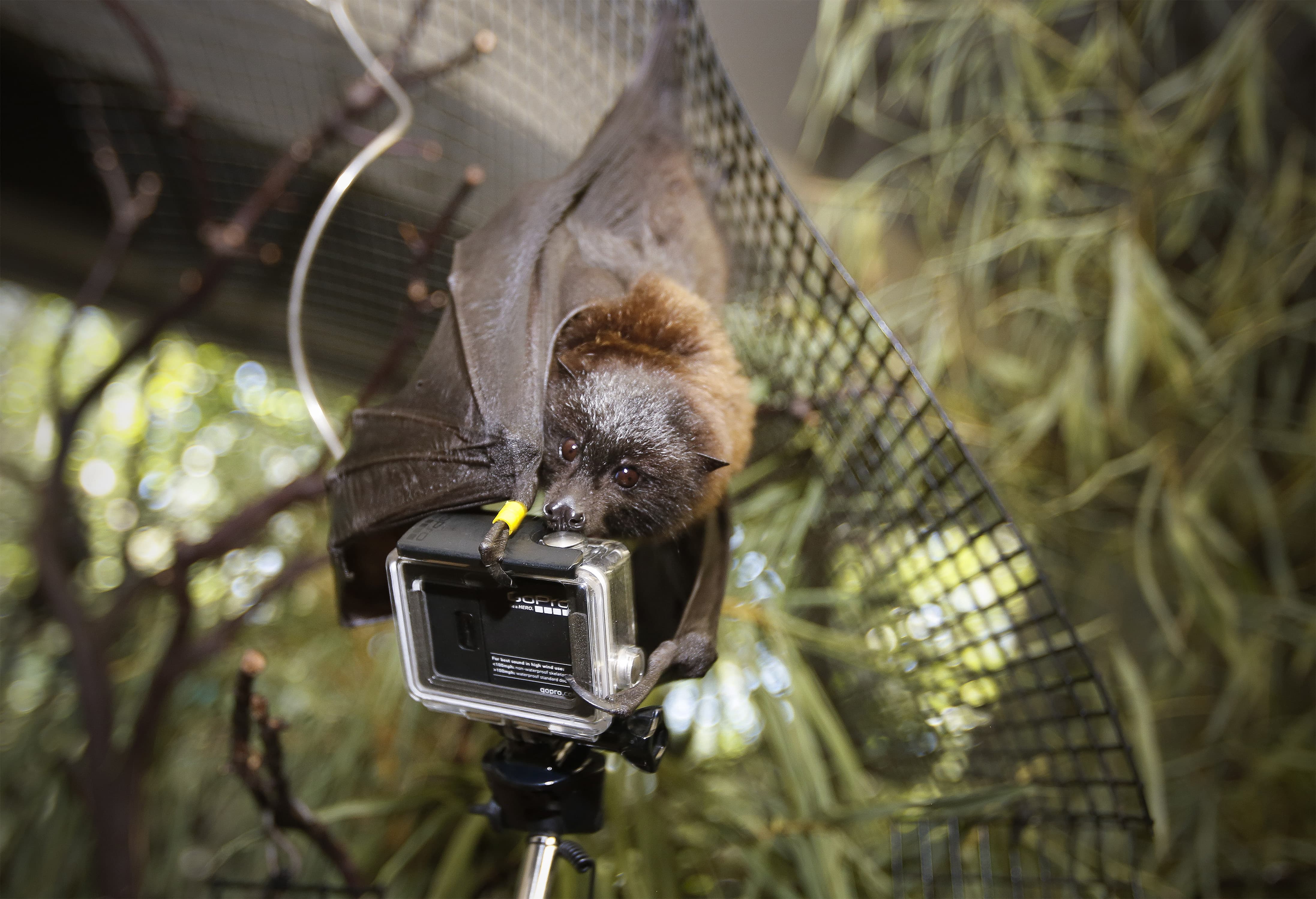 Top Press Photography images of the week: Banksy, bats and ballet ...