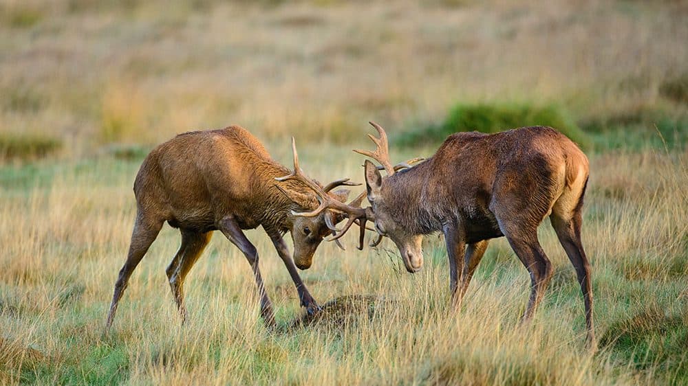 Wildlife watch: Photographing red deer | Amateur Photographer