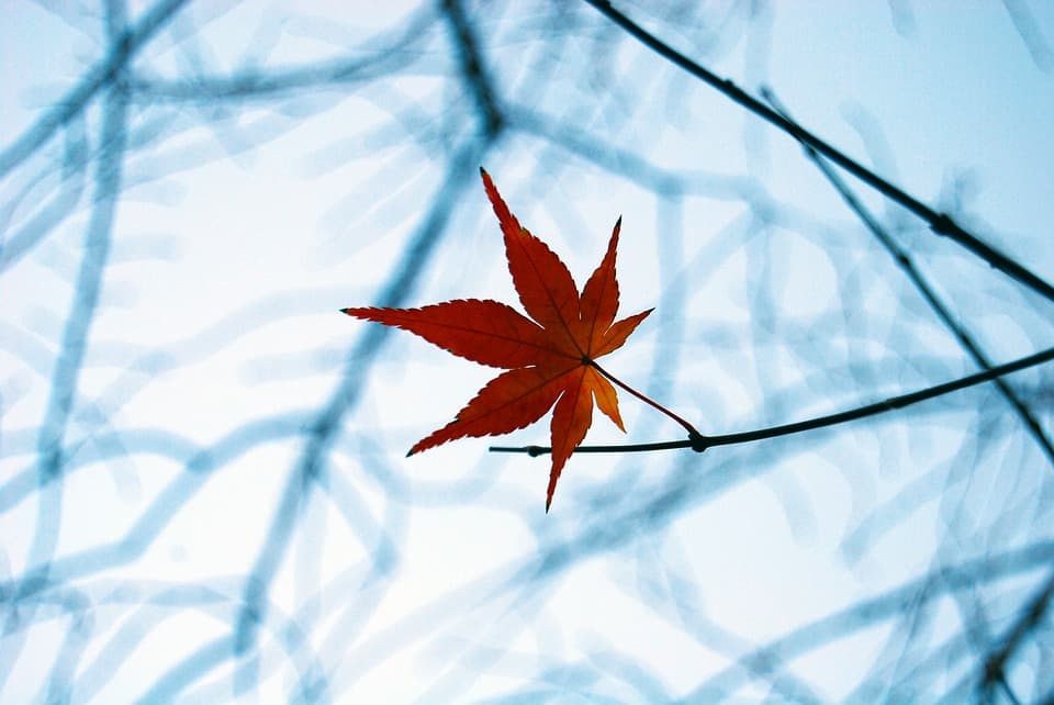 15 tips for photographing autumn leaves | Amateur Photographer