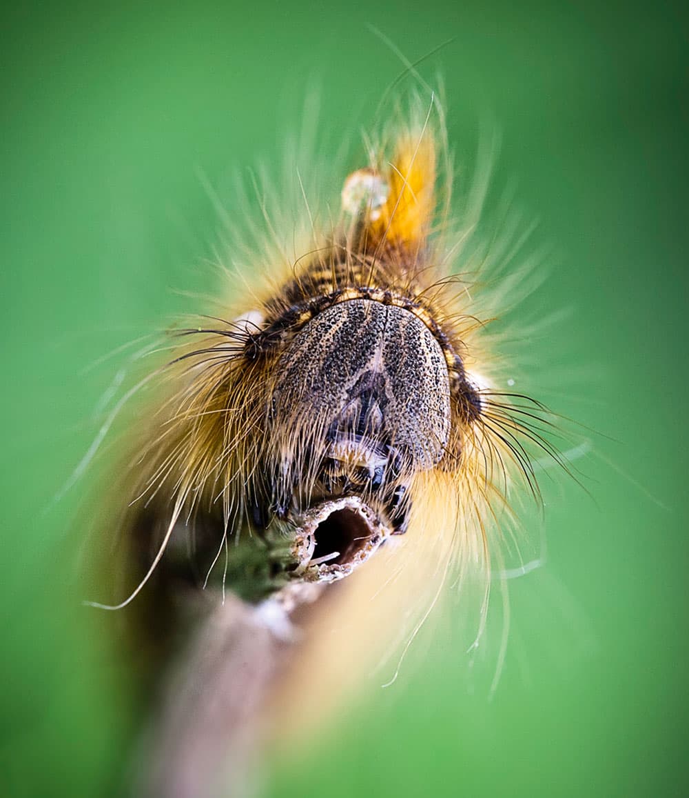 Macro photography lighting tips | Amateur Photographer