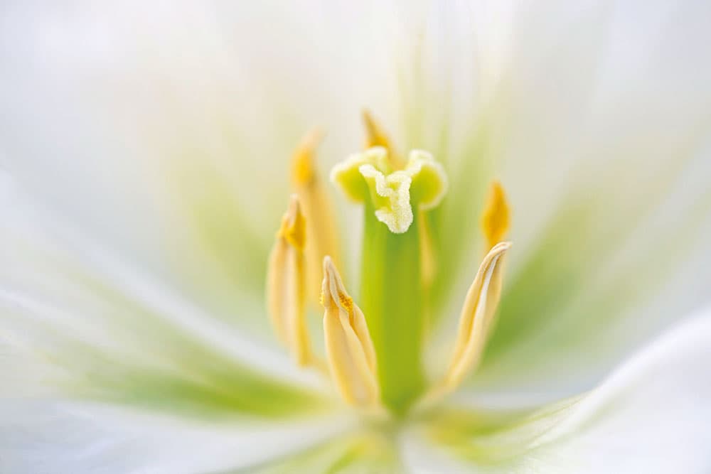 Top tips for close-up flower photography with a macro lens | Amateur ...