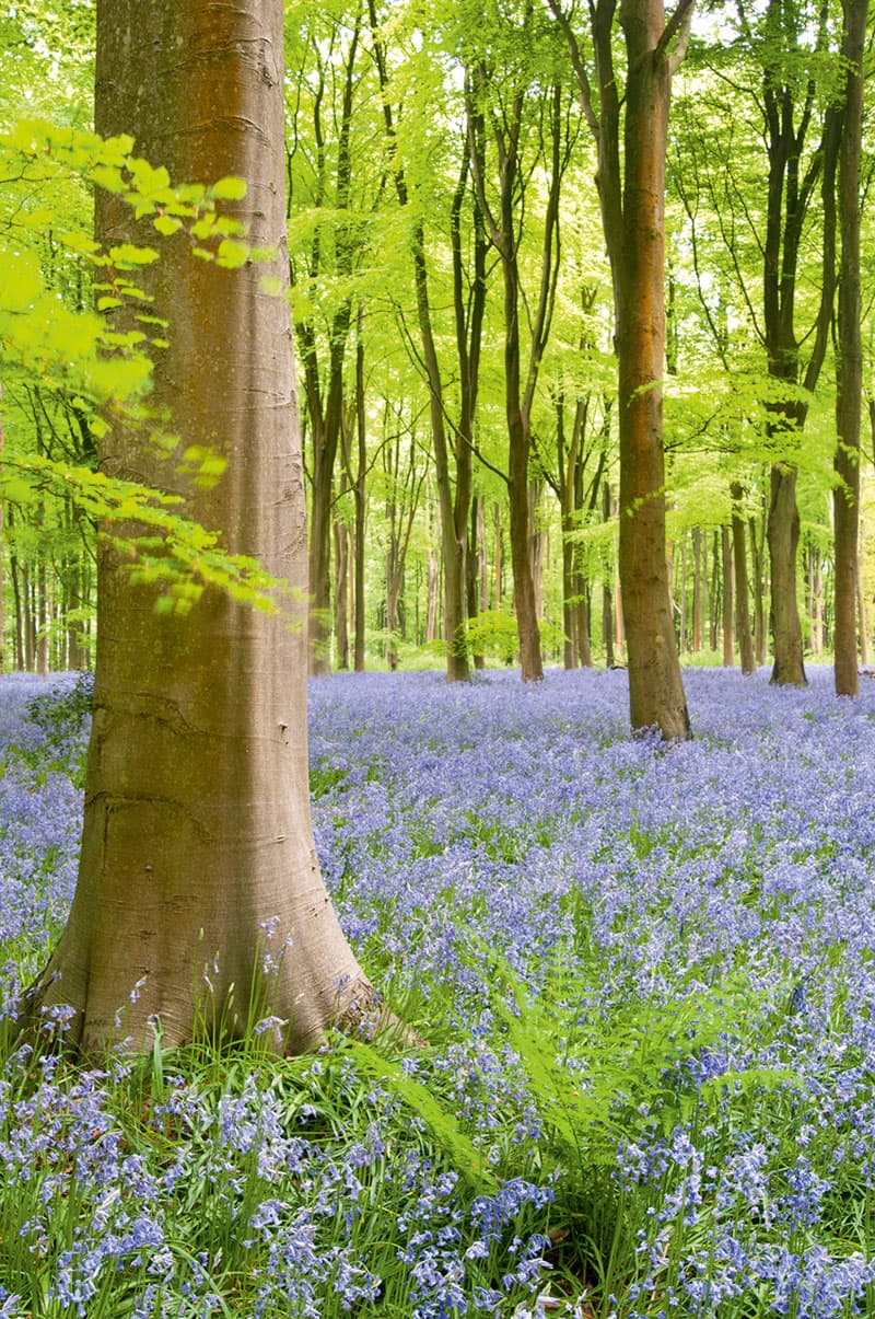 Tips on how to shoot wildflower landscapes | Amateur Photographer