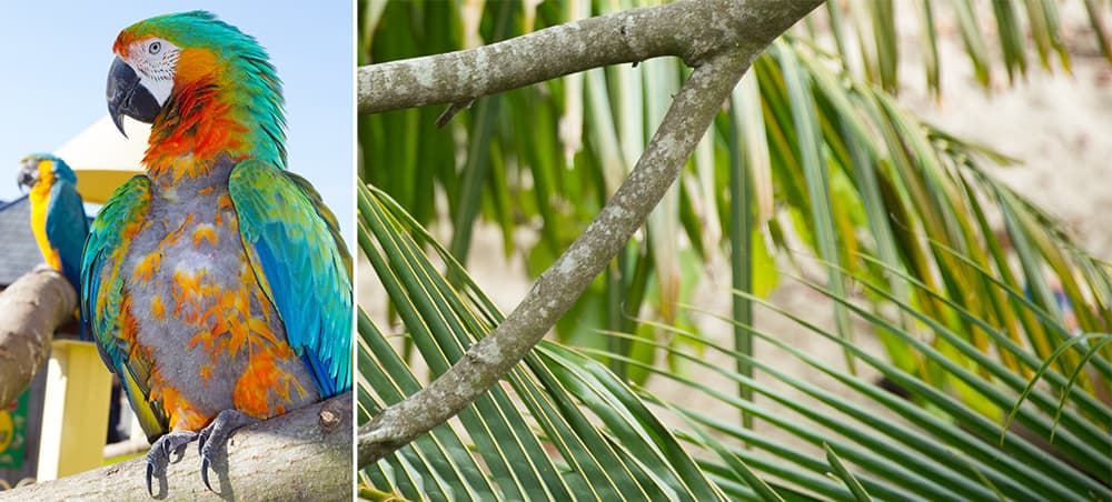 Master the essential tools in Photoshop Elements | Amateur Photographer
