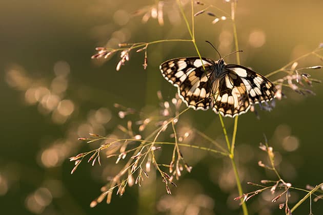 Our best-ever wildlife, travel and macro photography tips | Amateur ...