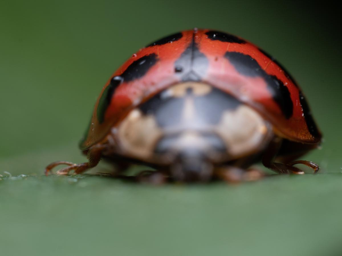 Focus stacking: achieve pin sharp macro shots of delicate subjects ...