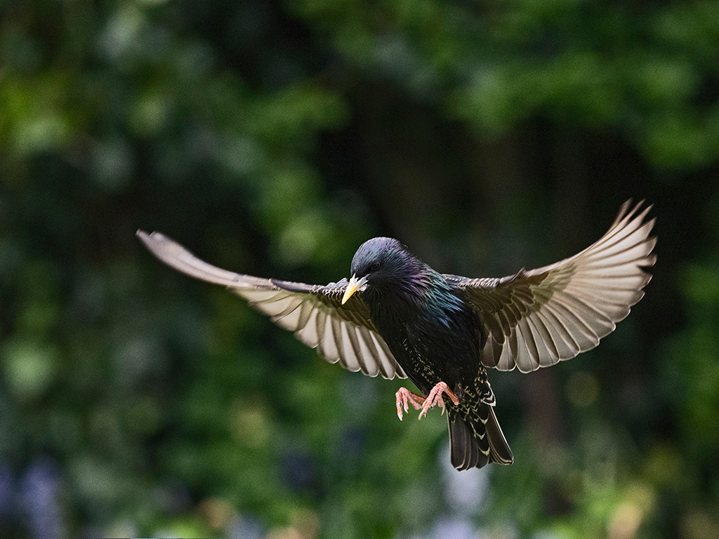 How to capture garden birds in flight | Amateur Photographer