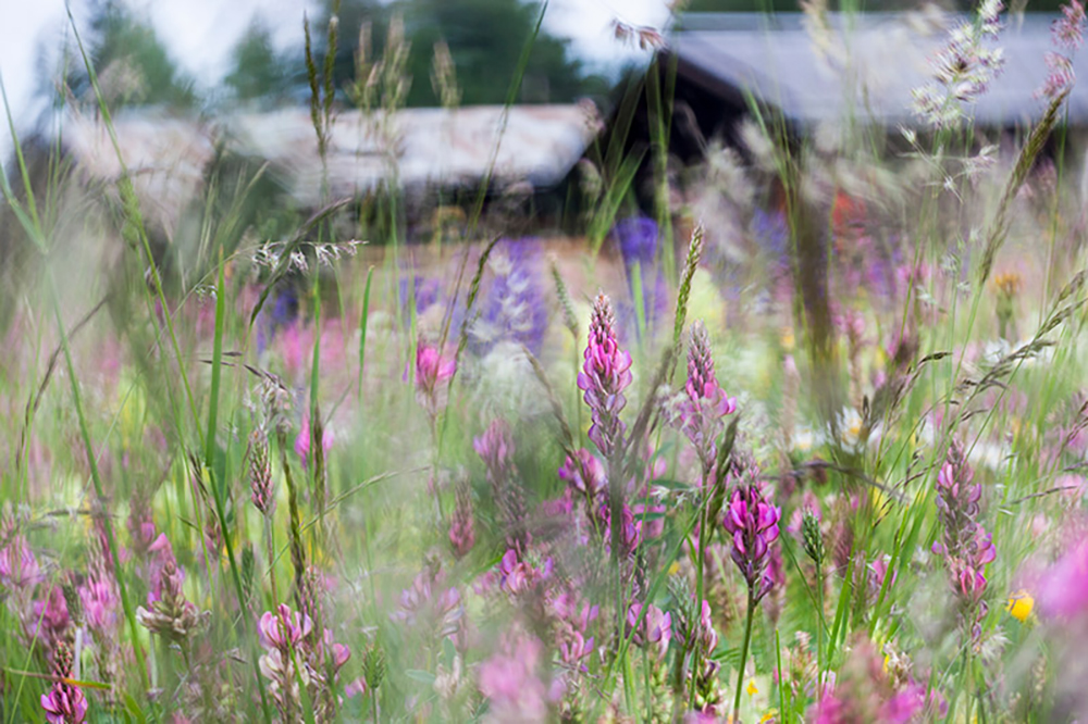 7 tips to get your best-ever spring flower shots | Amateur Photographer