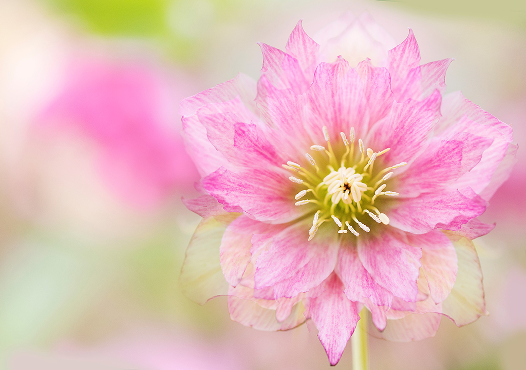 The best Spring photographs of 2022! | Amateur Photographer