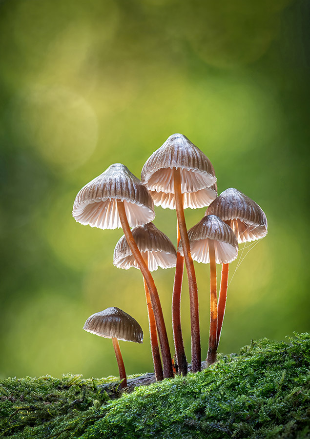 IGPOTY 16 winner revealed! | Amateur Photographer