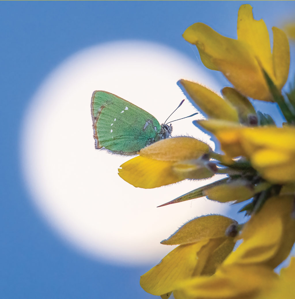 How to photograph butterflies | Amateur Photographer