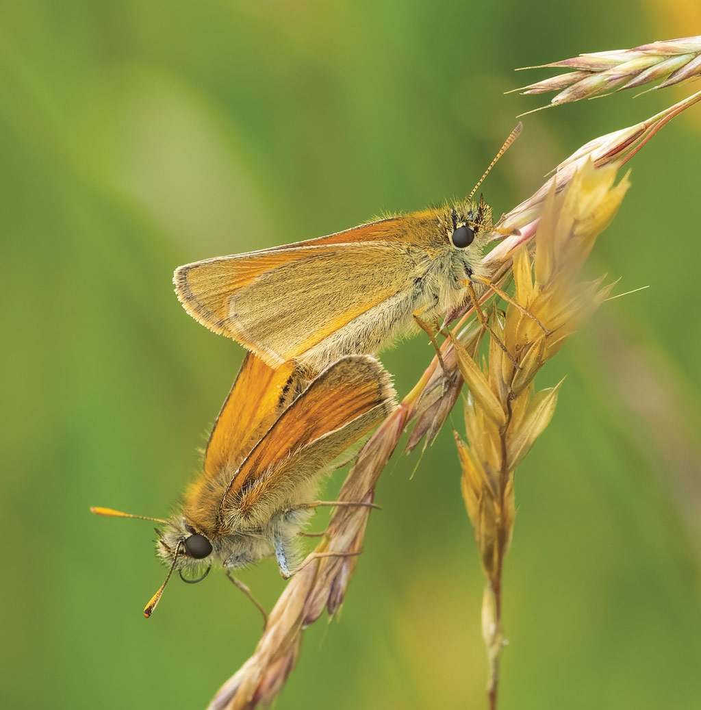 How to photograph butterflies | Amateur Photographer