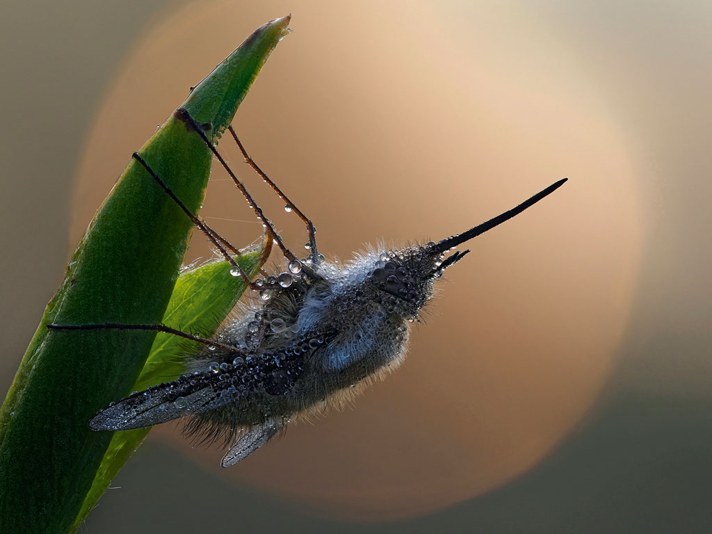 Best editing software for close-up and macro photography | Amateur ...