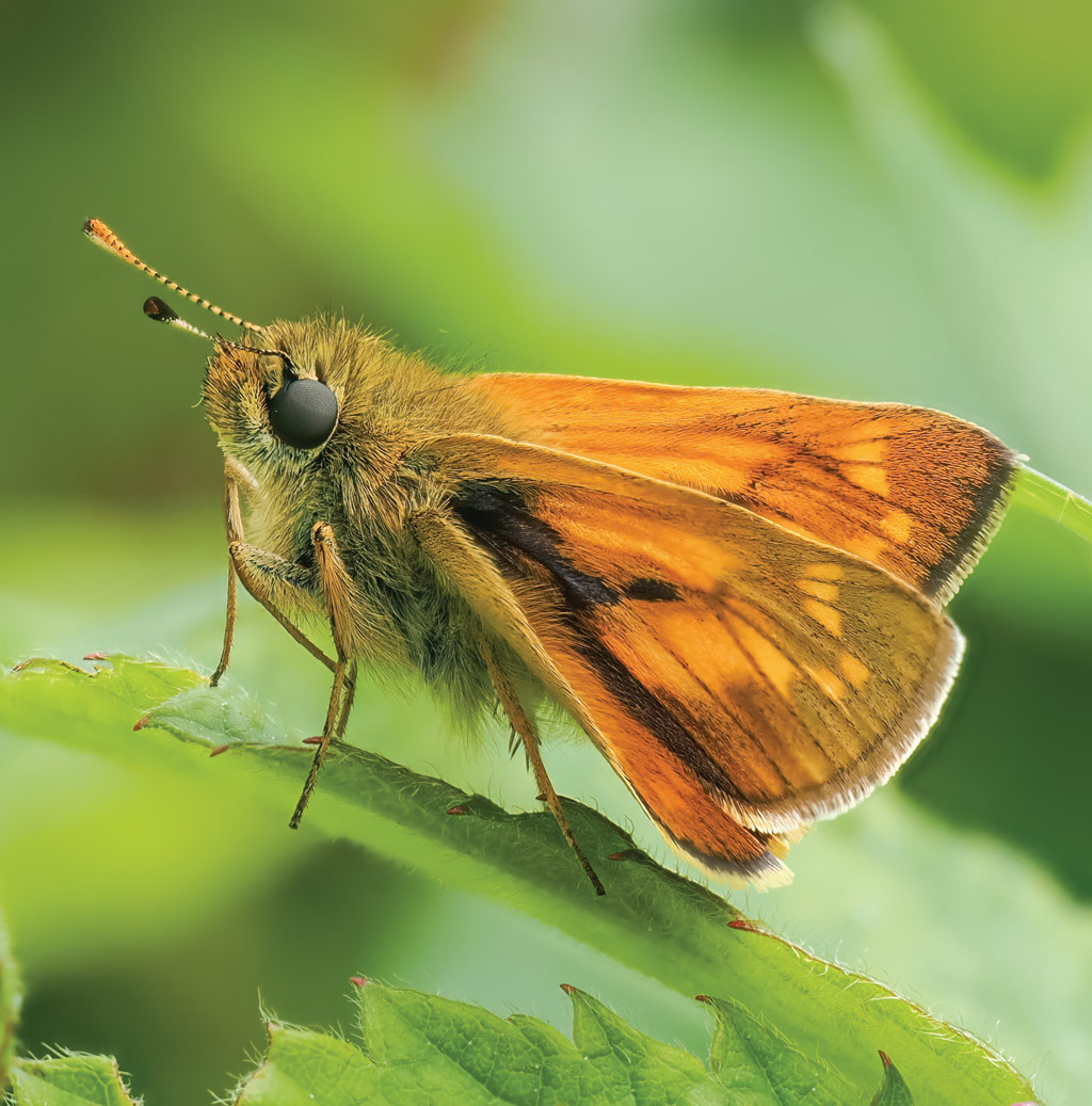How to photograph butterflies | Amateur Photographer