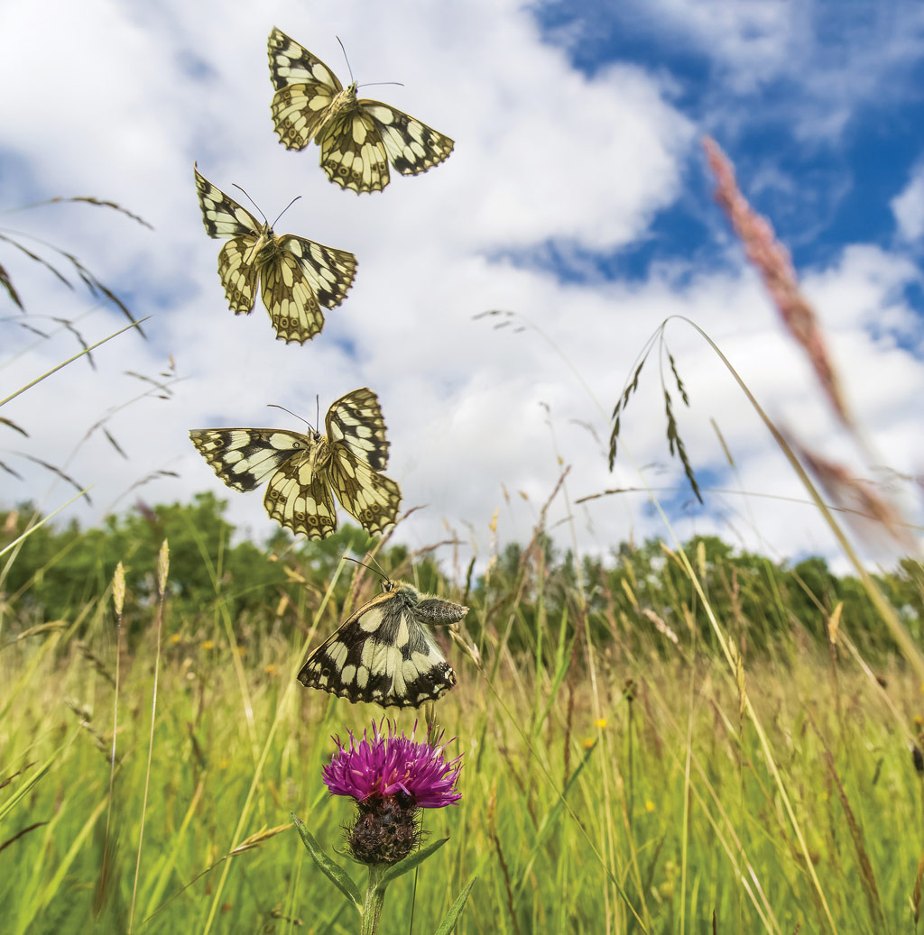 How to photograph butterflies | Amateur Photographer