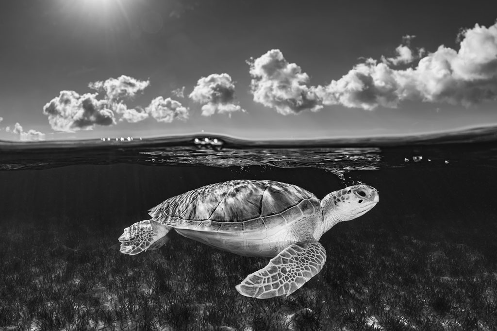 See iconic Paul Nicklen and Cristina Mittermeier photos at this ...