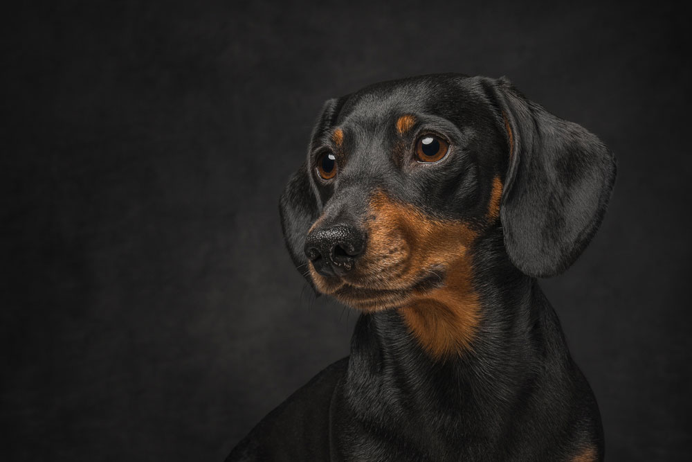 Find out how this cute Dachshund portrait was taken! | Amateur Photographer