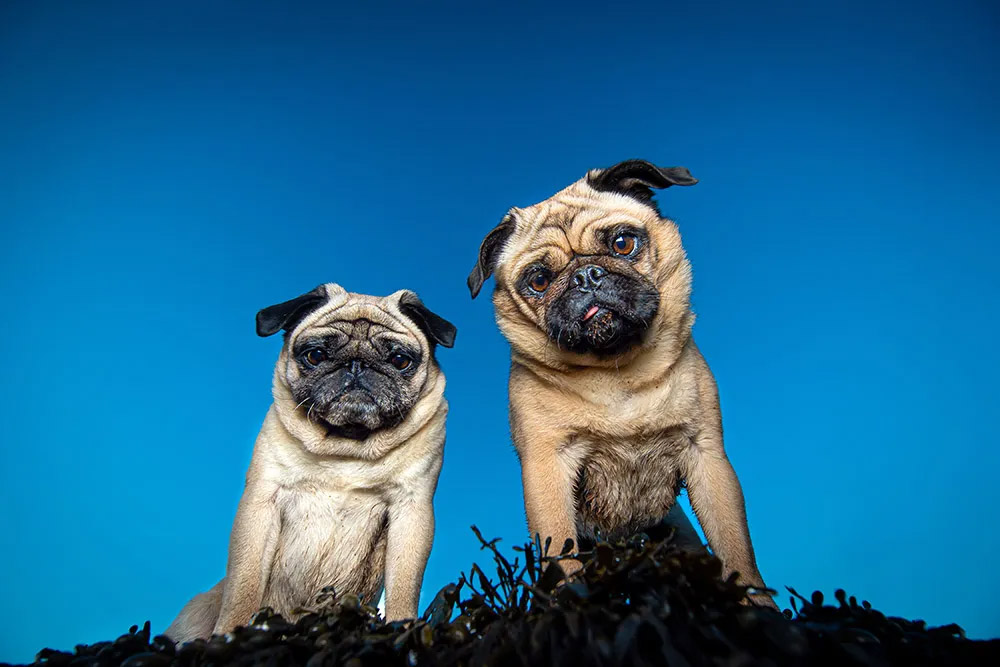 How to photograph pets: pet photography tips and tricks