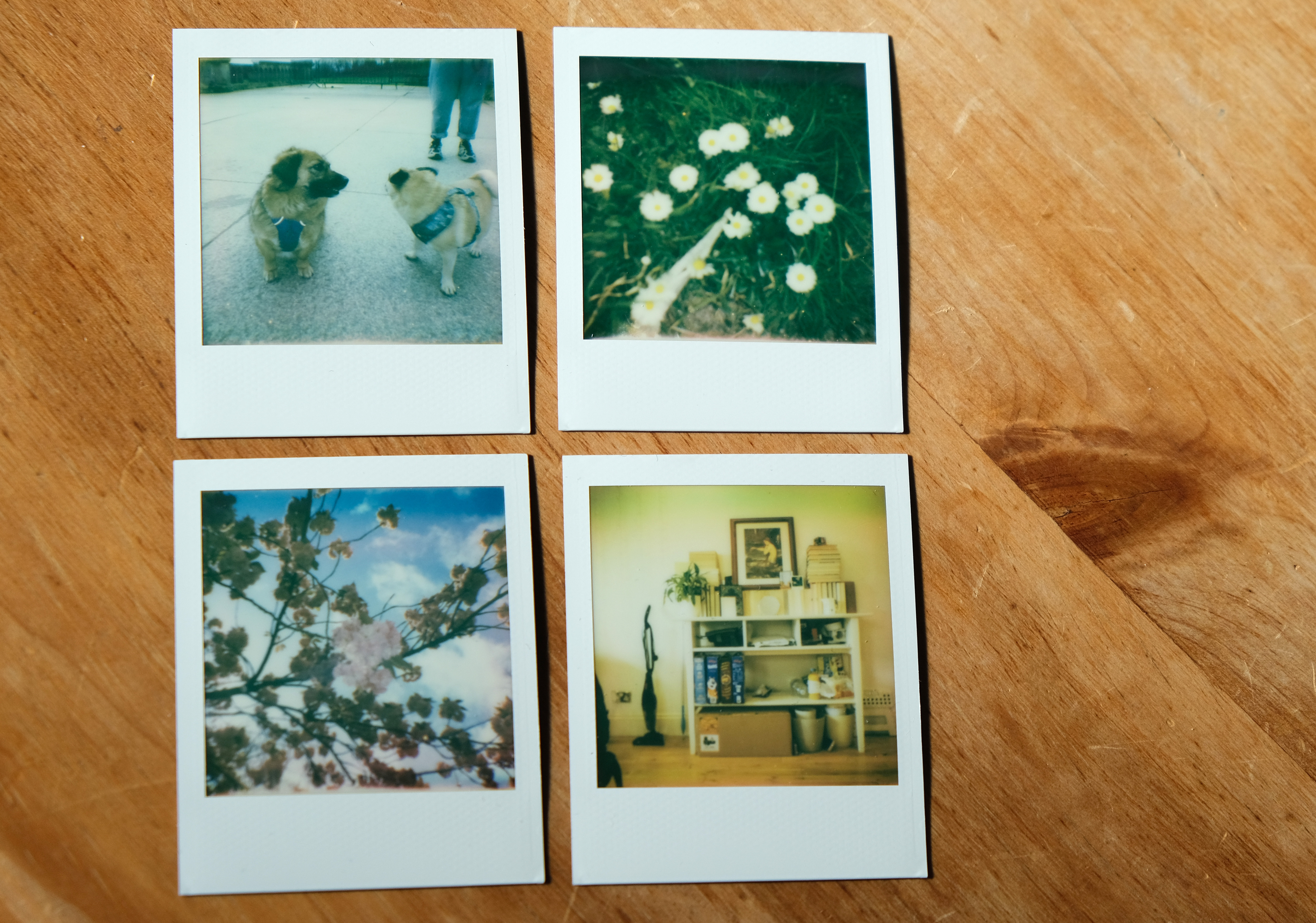 Polaroid Go Generation 2 review: the little instant camera that could ...