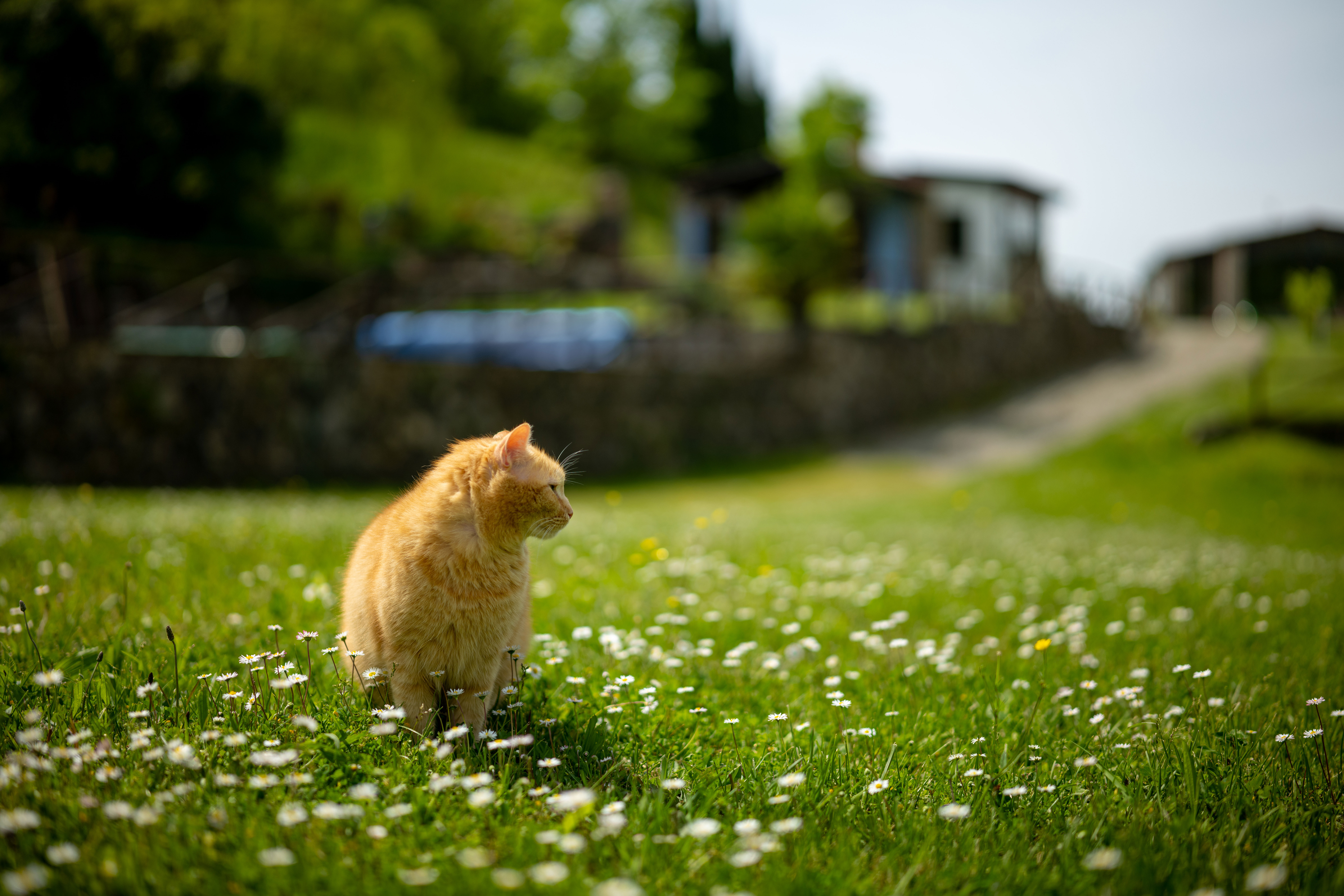 Sigma 50mm F1.2 DG DN Art review - all the bokeh, half the price ...