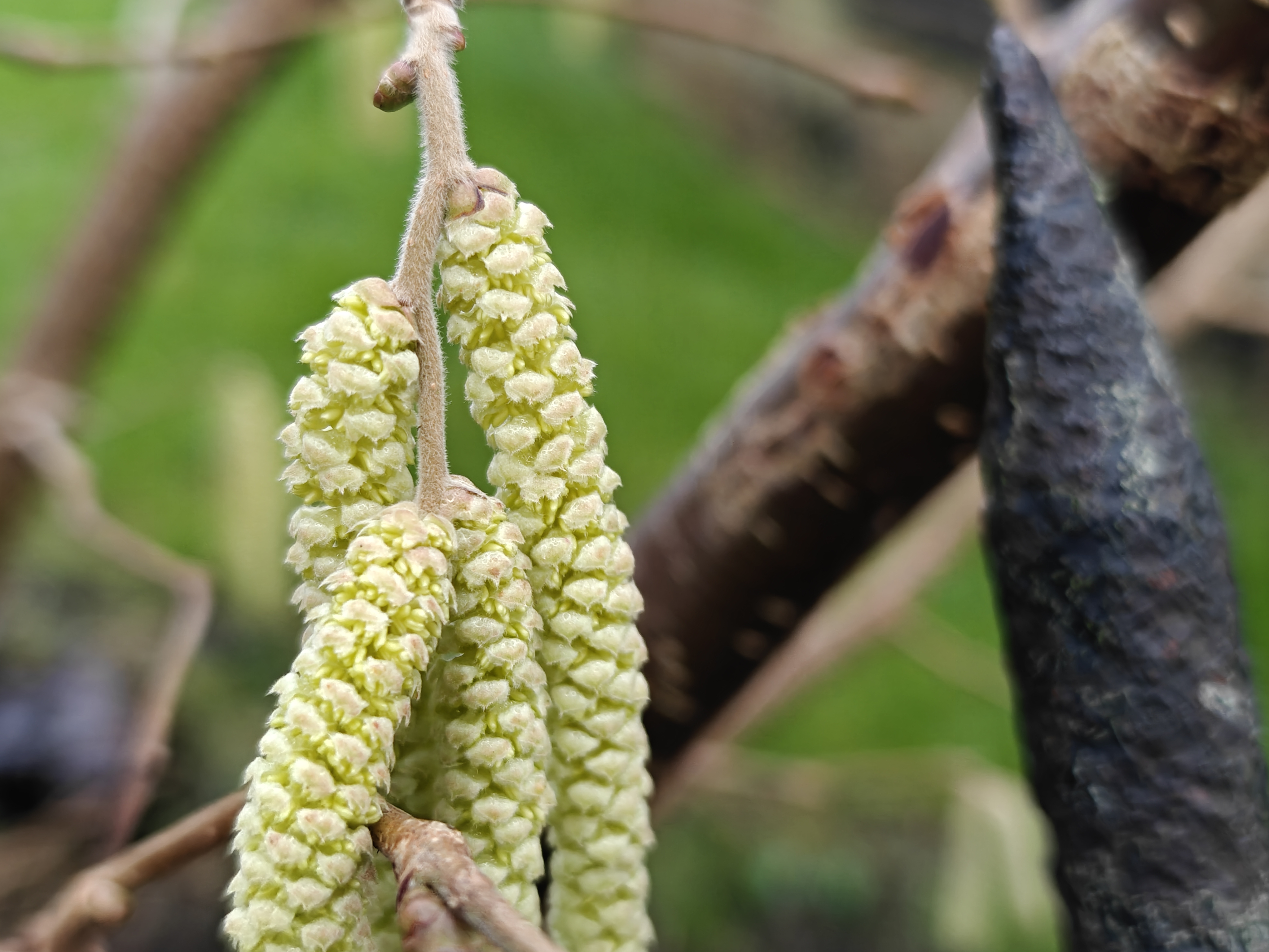 Best smartphones for macro photography - capture close-up detail ...