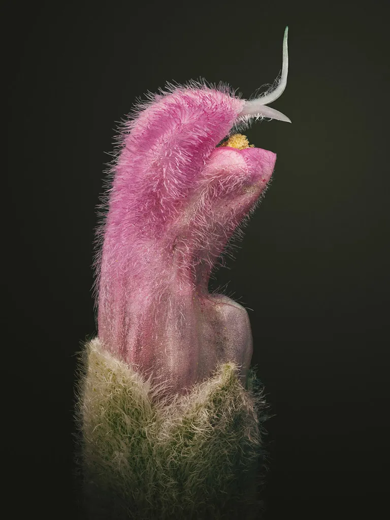 International Garden photography competition winners revealed ...