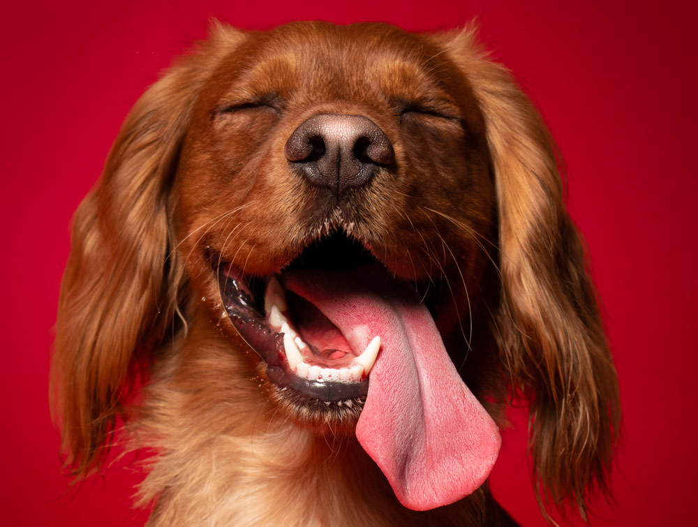 Student goes to the dogs to win CEWE photo award | Amateur Photographer