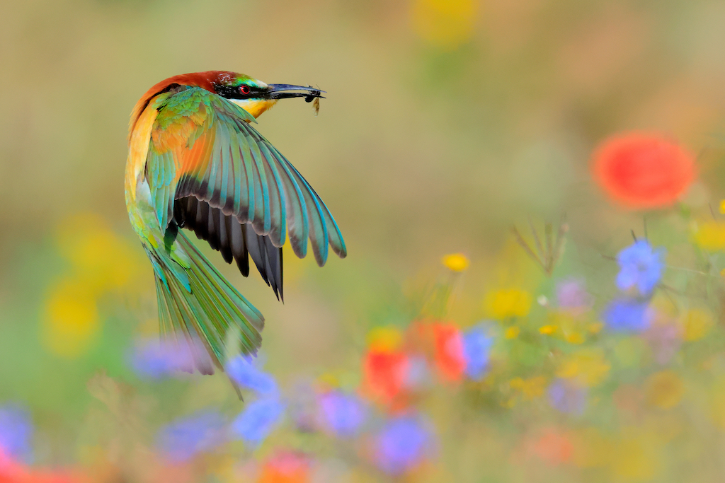 Close-Up Photographer of the Year 2025 now open for entries | Amateur ...