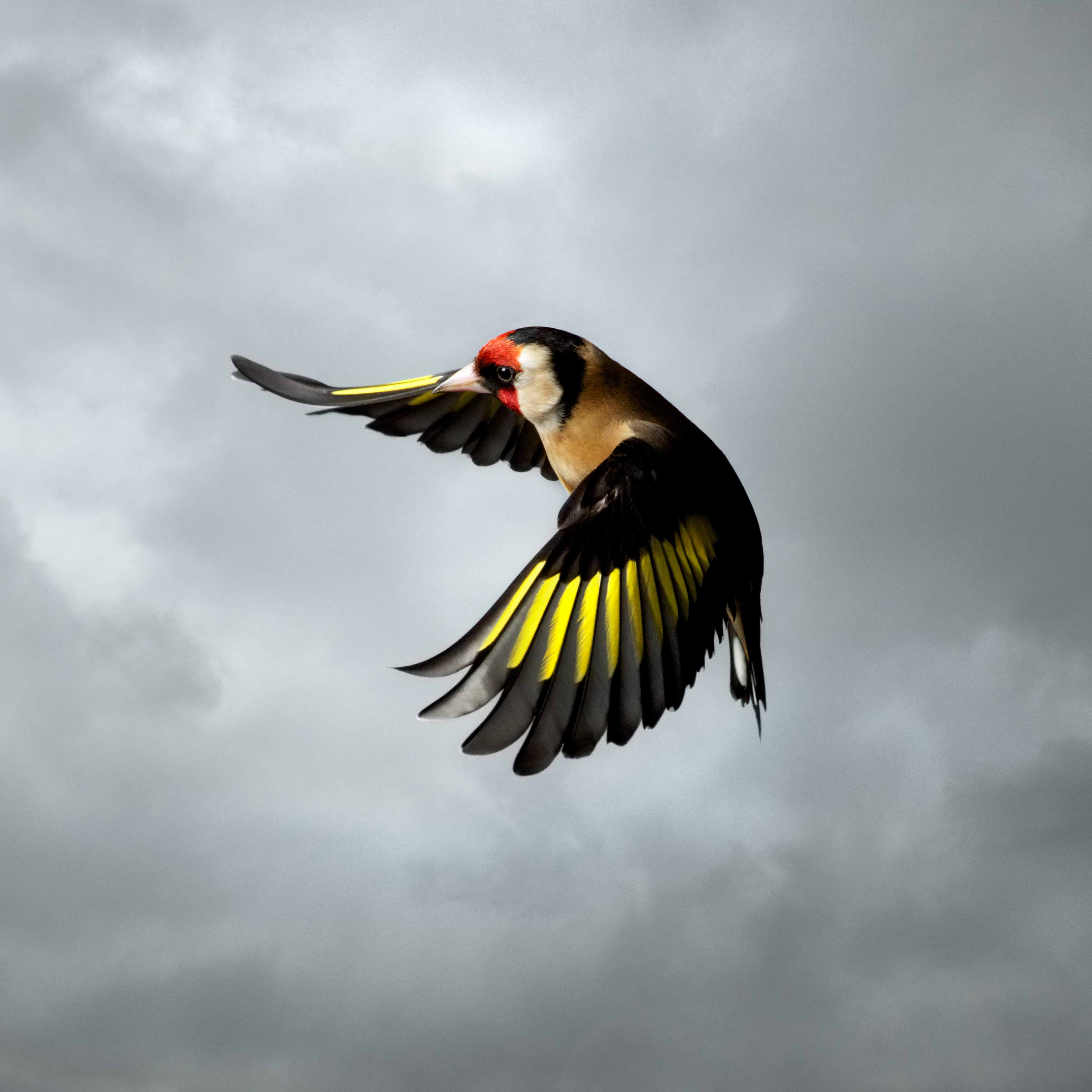 Feast your eyes on this incredible bird photography | Amateur Photographer