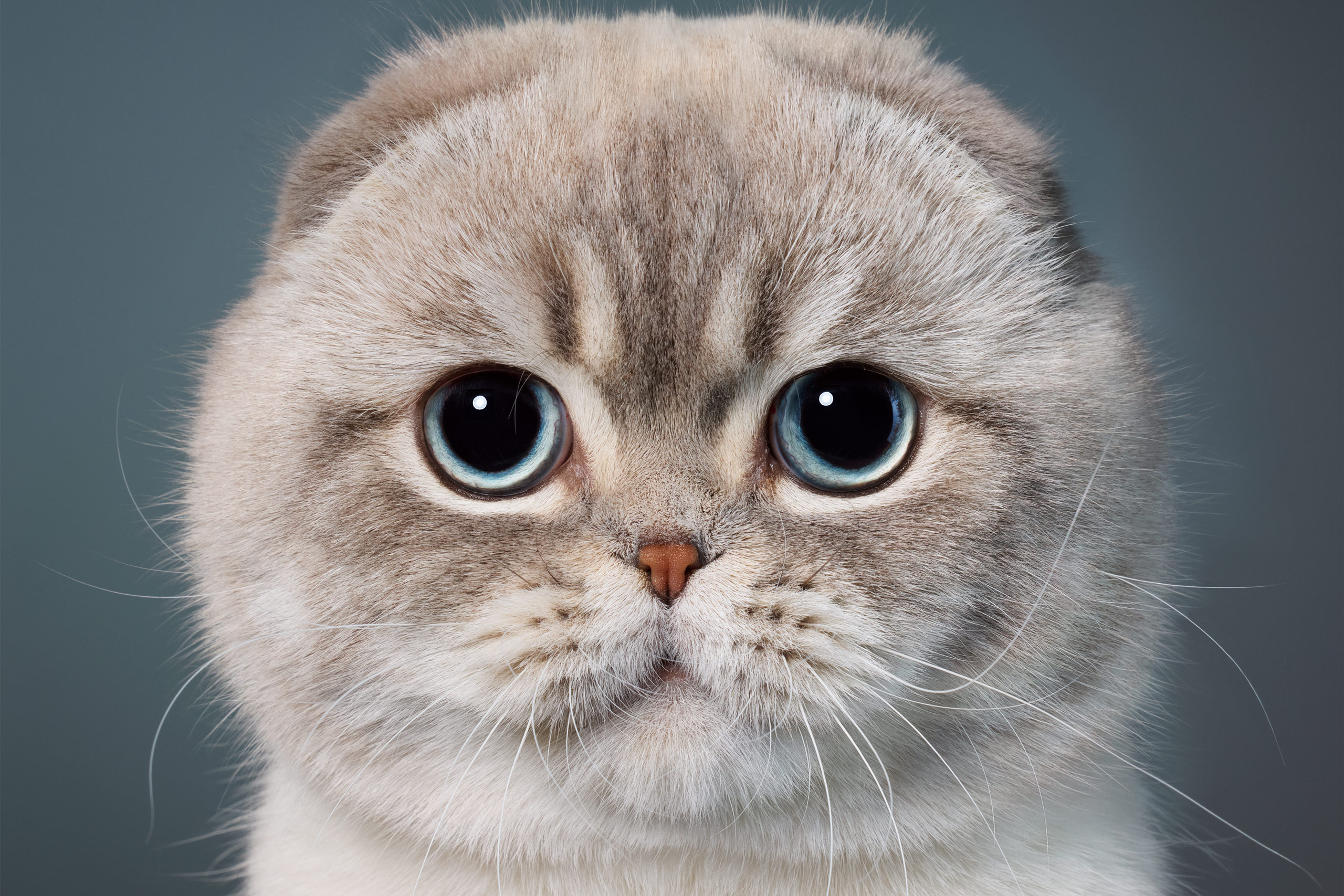 Cat fans will love this photobook of amazing and unusual cats | Amateur ...