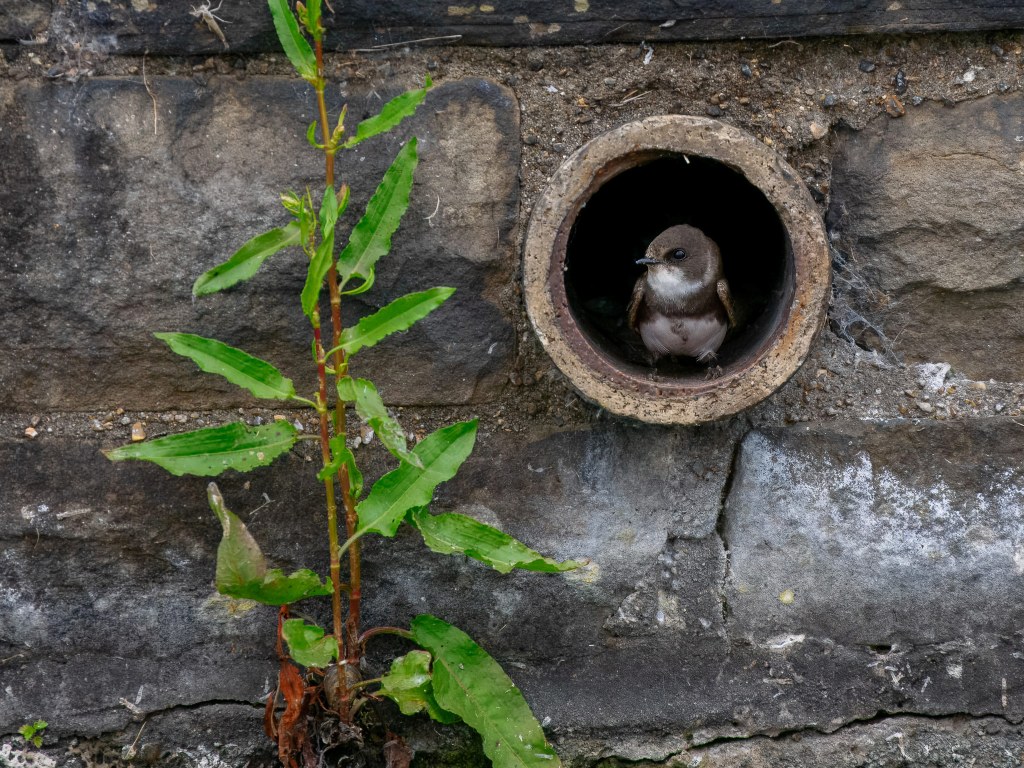 See the amazing animal photographs taken by teenagers in the RSPCA ...