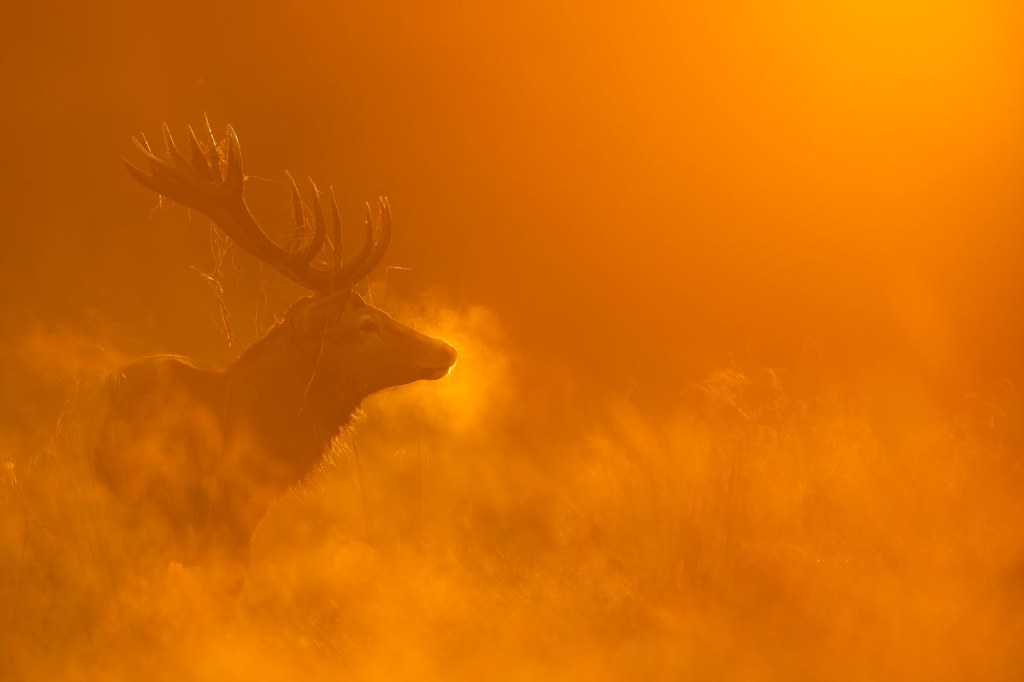 See the amazing animal photographs taken by teenagers in the RSPCA ...